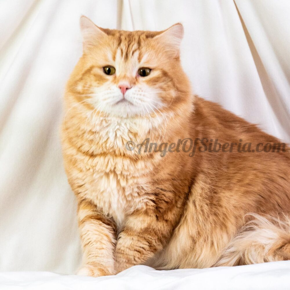 Our Kings - Angel Of Siberia