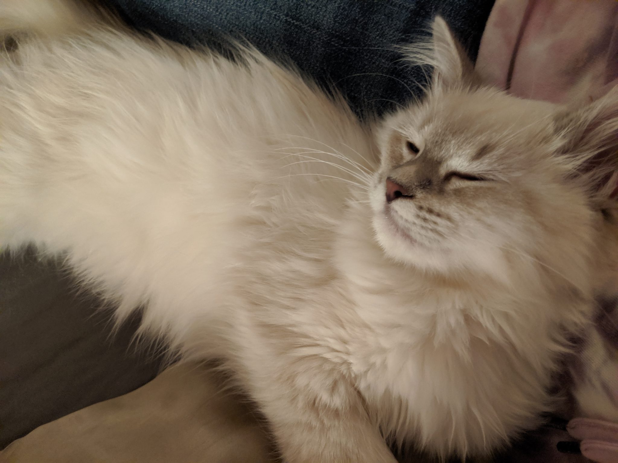 LEARA MOVED TO OREGON - Angel Of Siberia