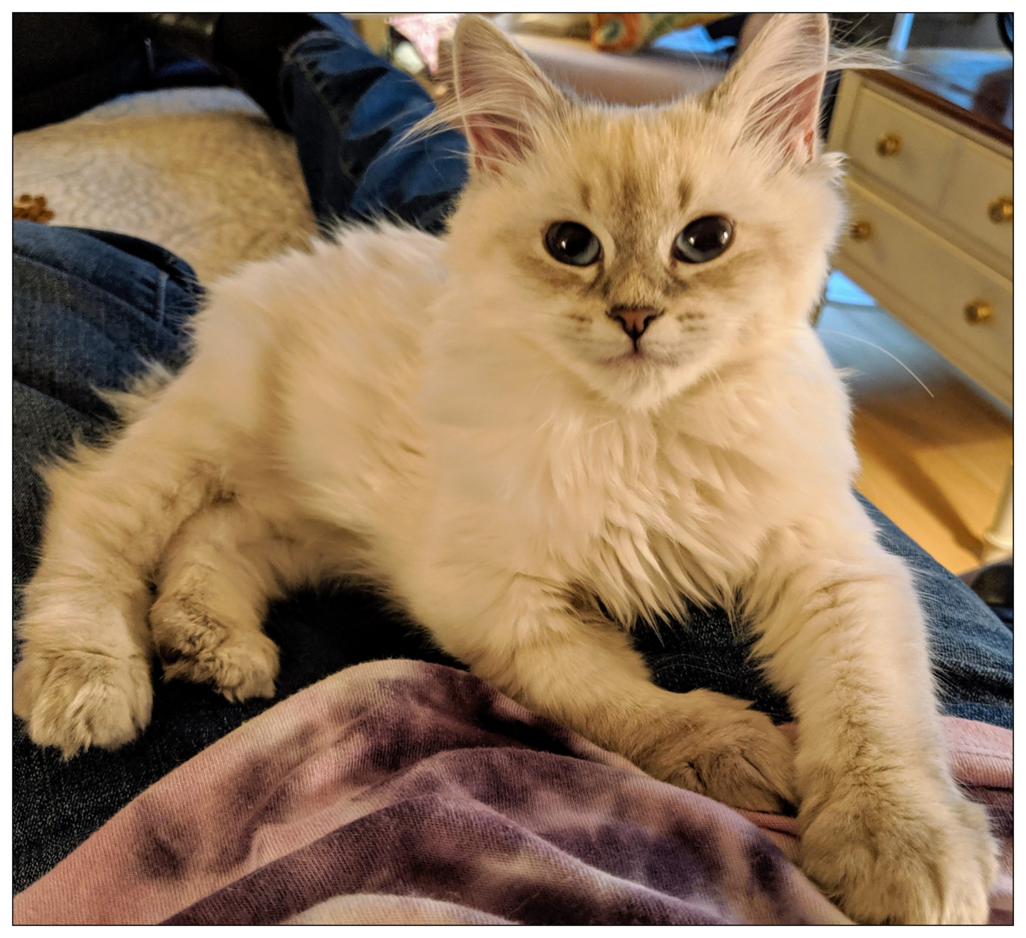 LEARA MOVED TO OREGON - Angel Of Siberia