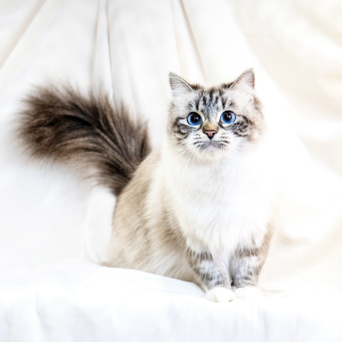 NEVA MASQUERADE KITTENS - Angel Of Siberia