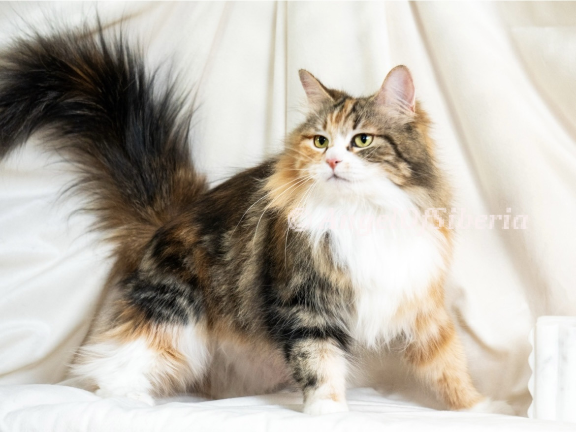 Traditional Forest Siberian Queens - Angel Of Siberia