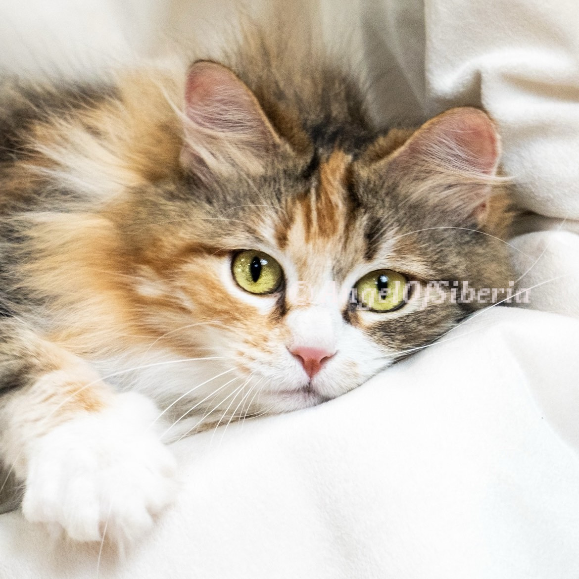 Traditional Forest Siberian Queens - Angel Of Siberia