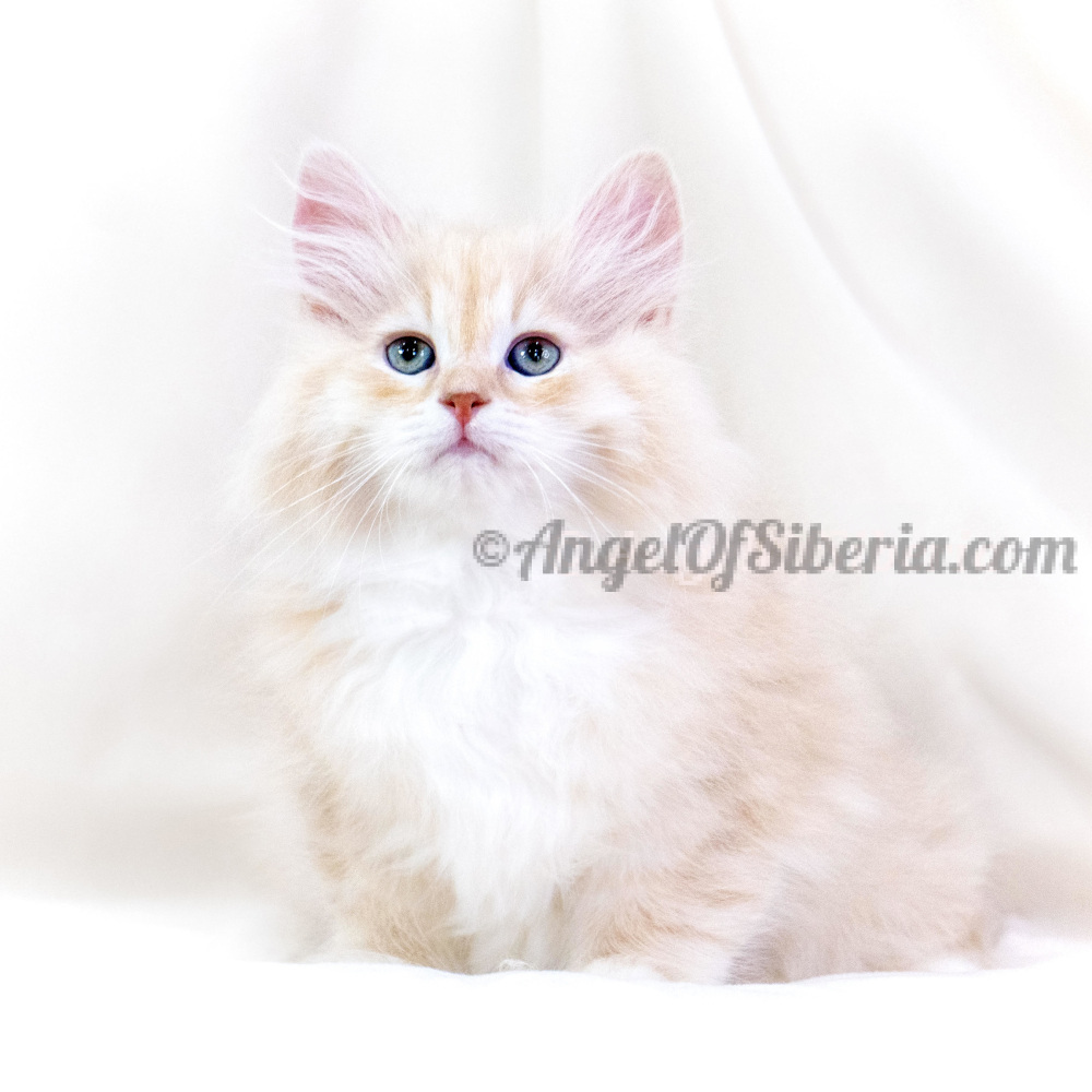 Traditional and Neva Masquerade Hypoallergenic Kittens