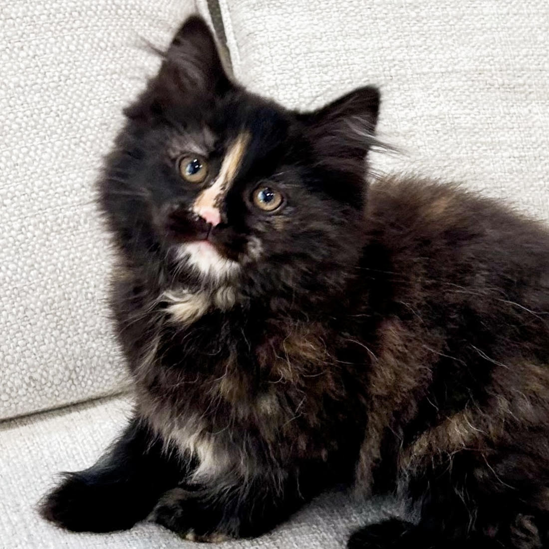 Available Kittens - Angel Of Siberia